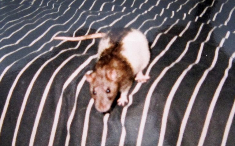 Punks and Goths with Rats | Flashback to the 1980's New Wave, Trad Goth ...