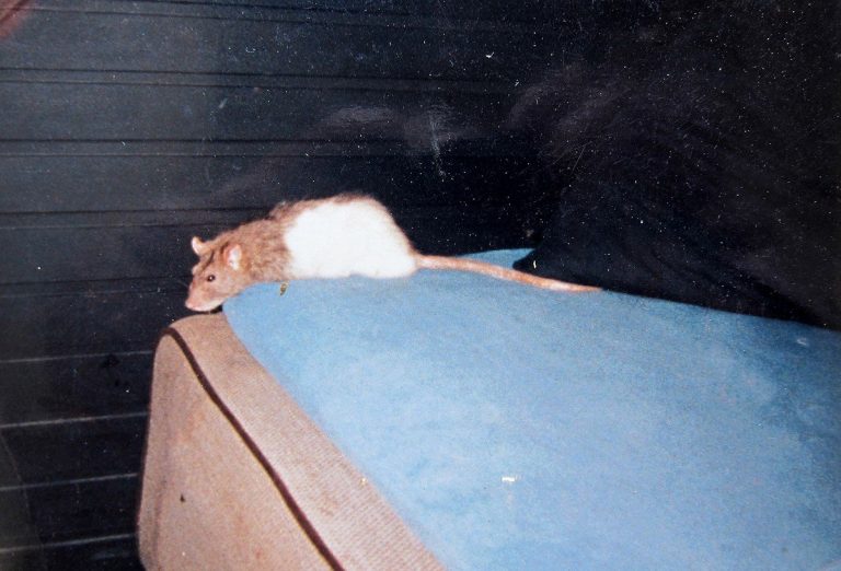 Punks and Goths with Rats | Flashback to the 1980's New Wave, Trad Goth ...